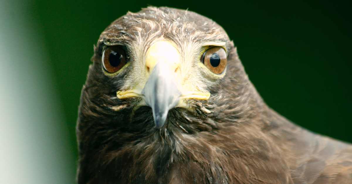 Human-Hawk Relationship Building and the Art of Connection - LA Progressive