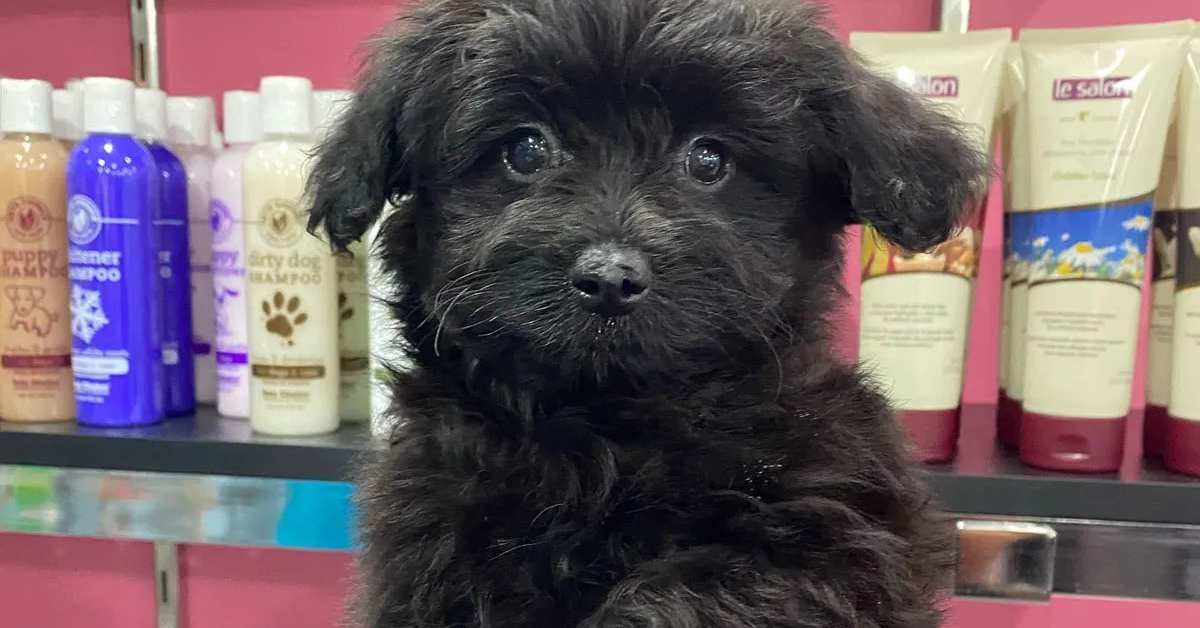 Pomapoo Perfection: Discovering the Charm and Personality of This ...