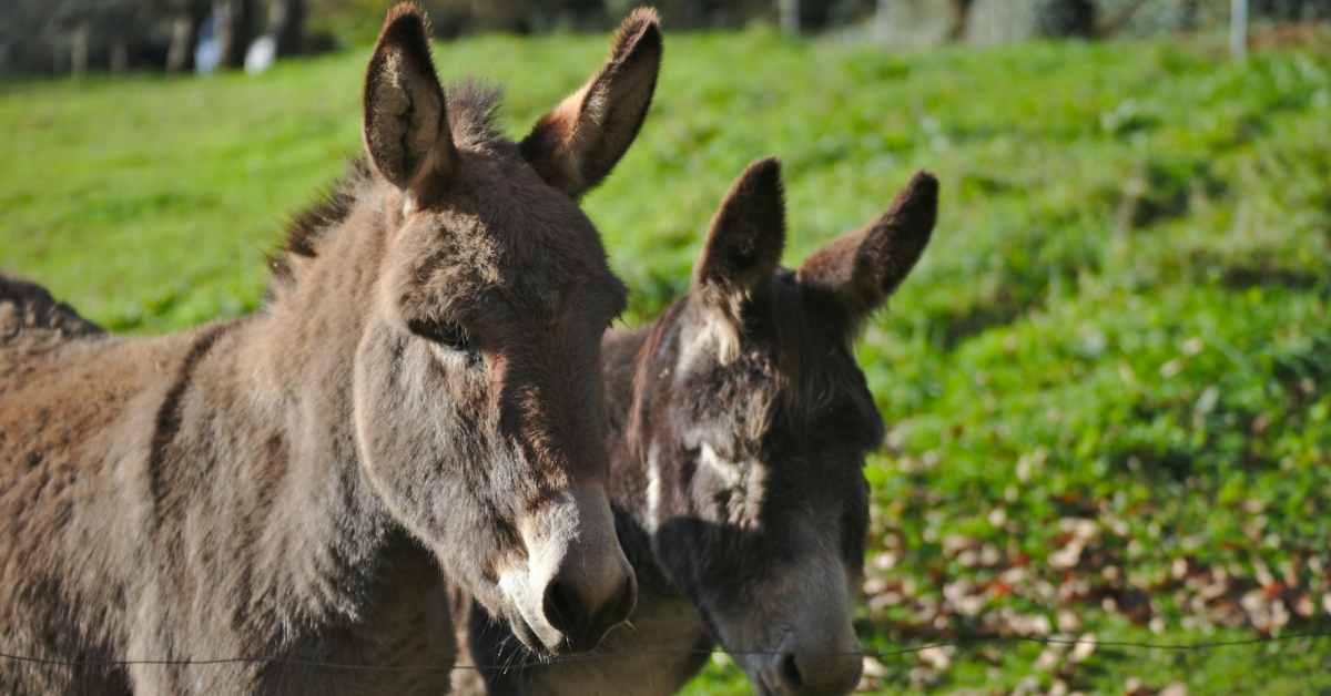 Donkey Skins and Ejiao: The Cruel Fate of Millions - LA Progressive
