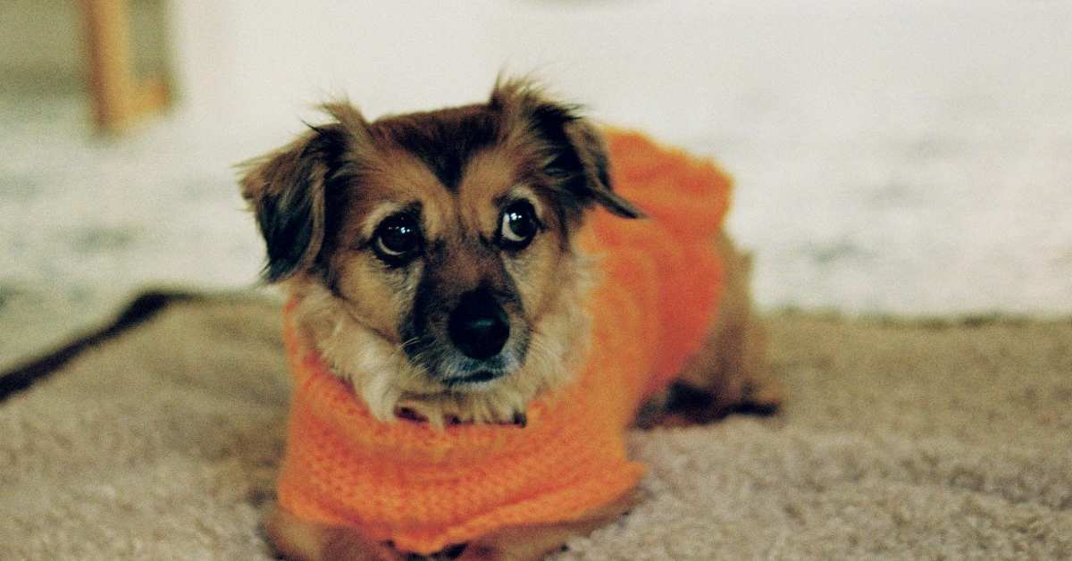11 Must-Have Doggie Wear Items for Every Pup's Wardrobe - LA Progressive