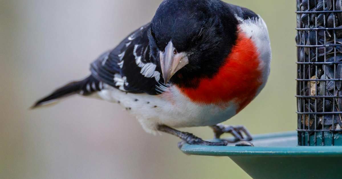 Two Octogenarians and the Suet Feeder - LA Progressive