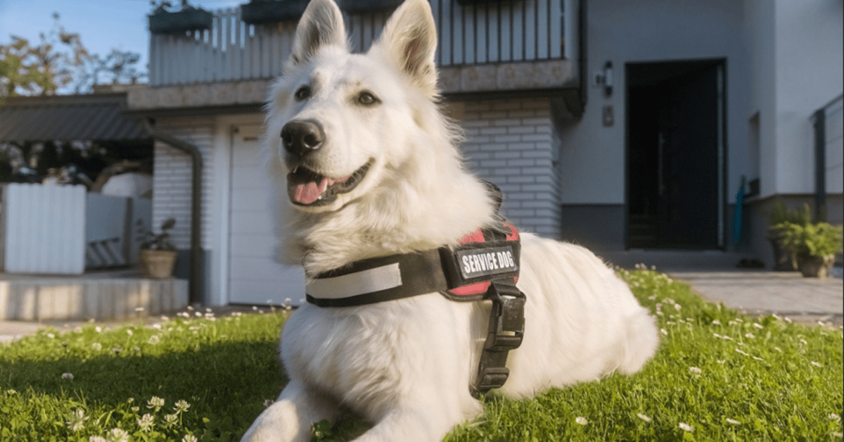POTS Service Dog - LA Progressive