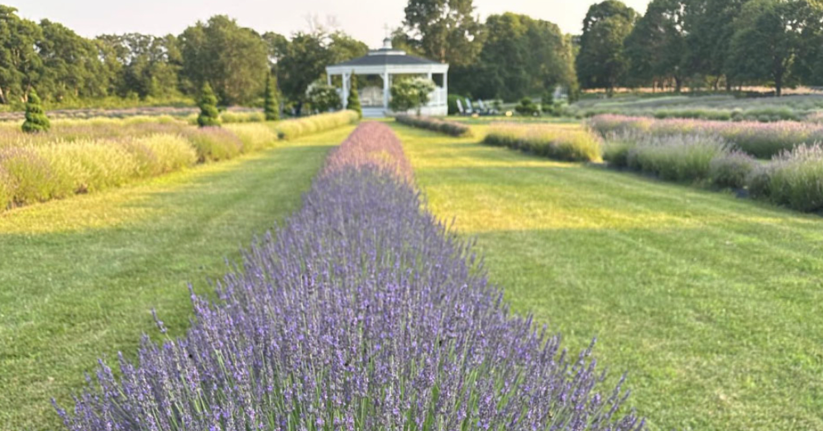 Dr. Henry Cabrera Brings Innovation to Medicine and Agriculture - LA Progressive