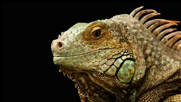From Lizards to Crocodiles: The Different Types of Large Reptile Pets ...