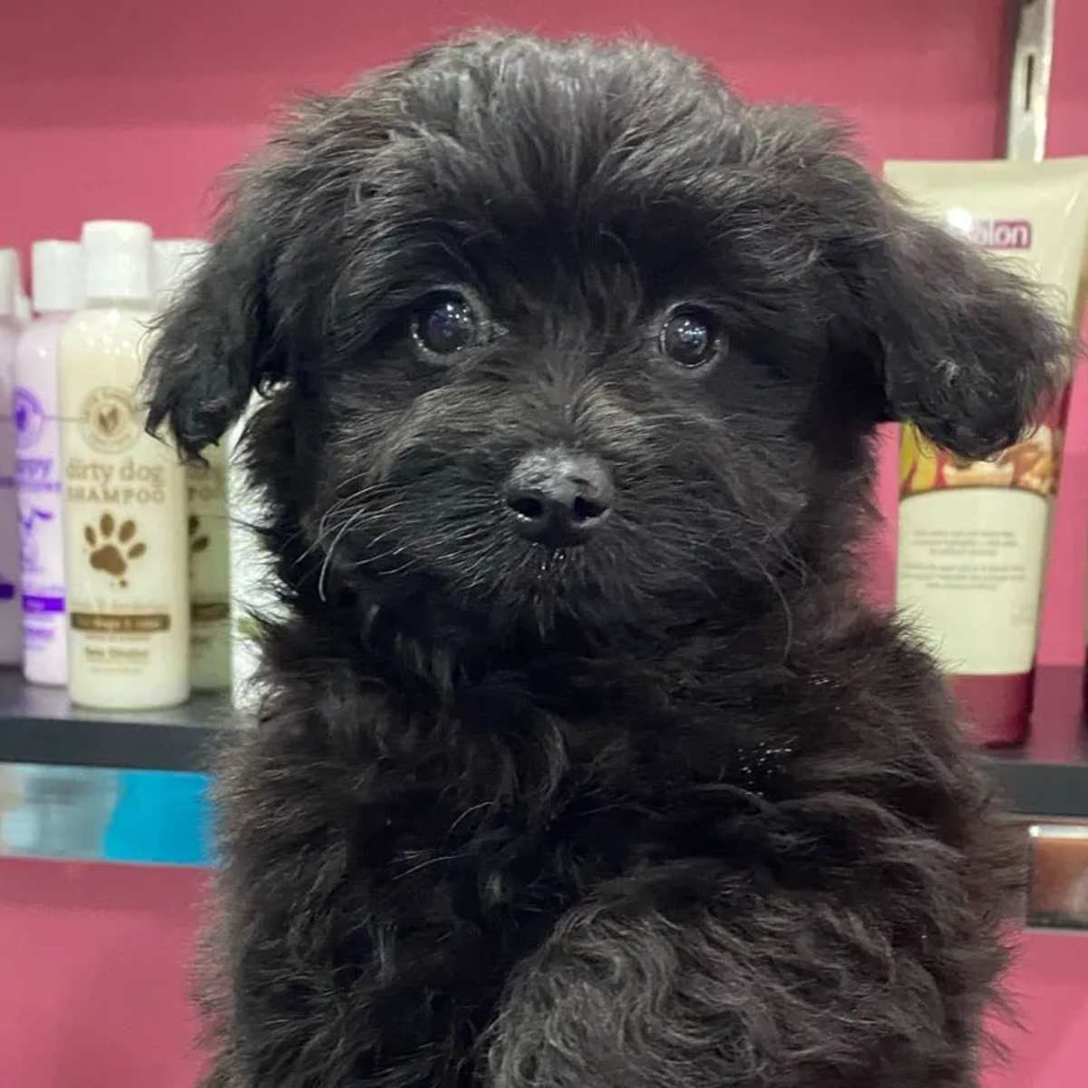 Black Pomeranian Poodle Mix Full Grown
