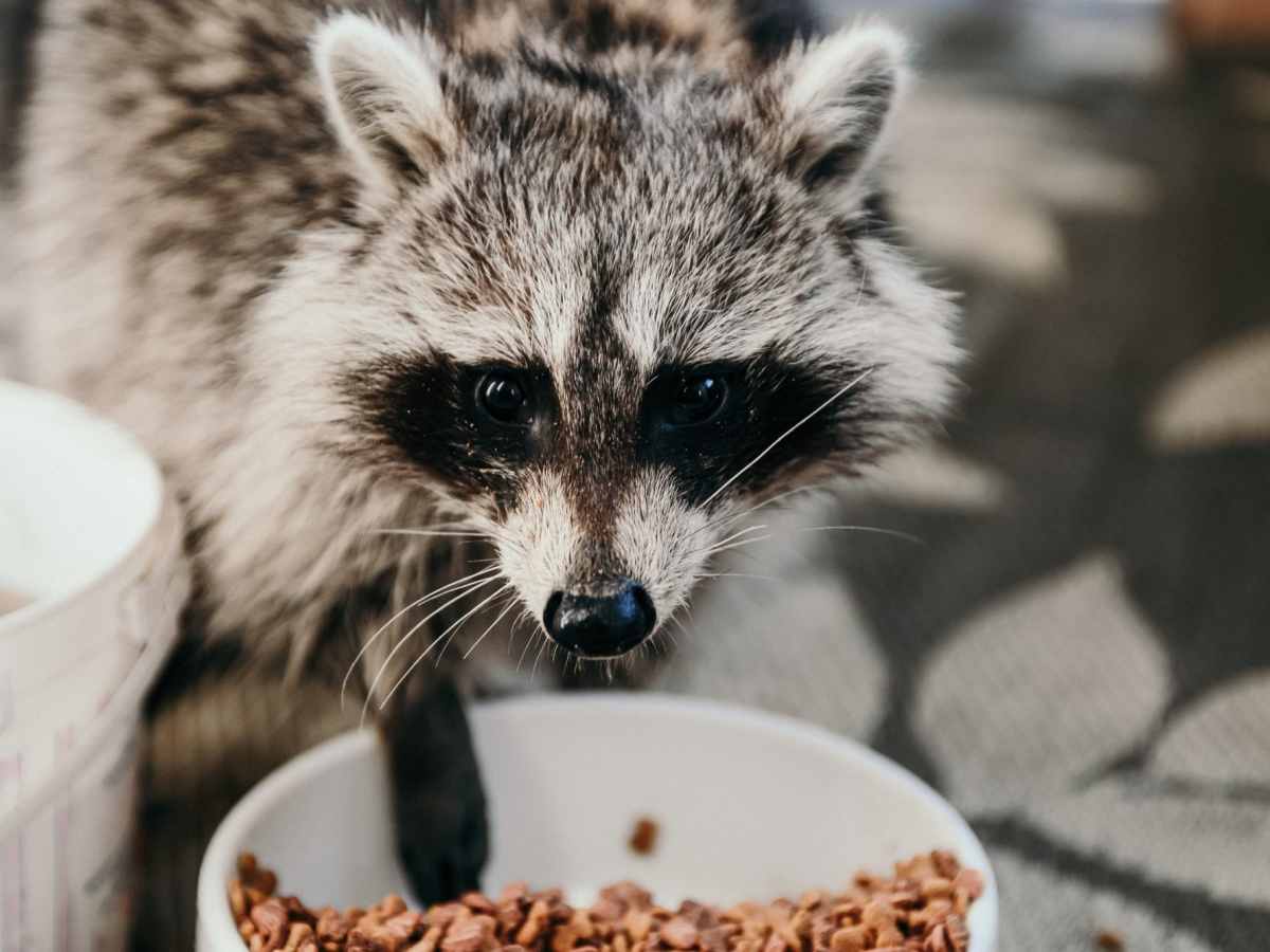 Will Raccoons Eat Cat Food Clearance | vivatumusica.com