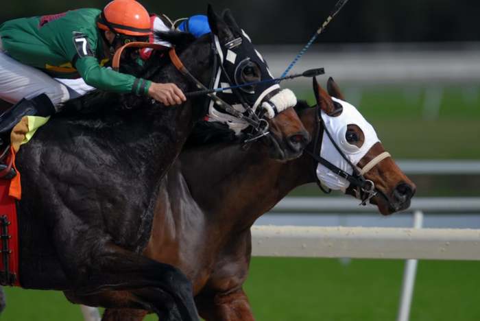 Aiming for Victory: A Comprehensive Guide For Horse Conditioning - LA ...