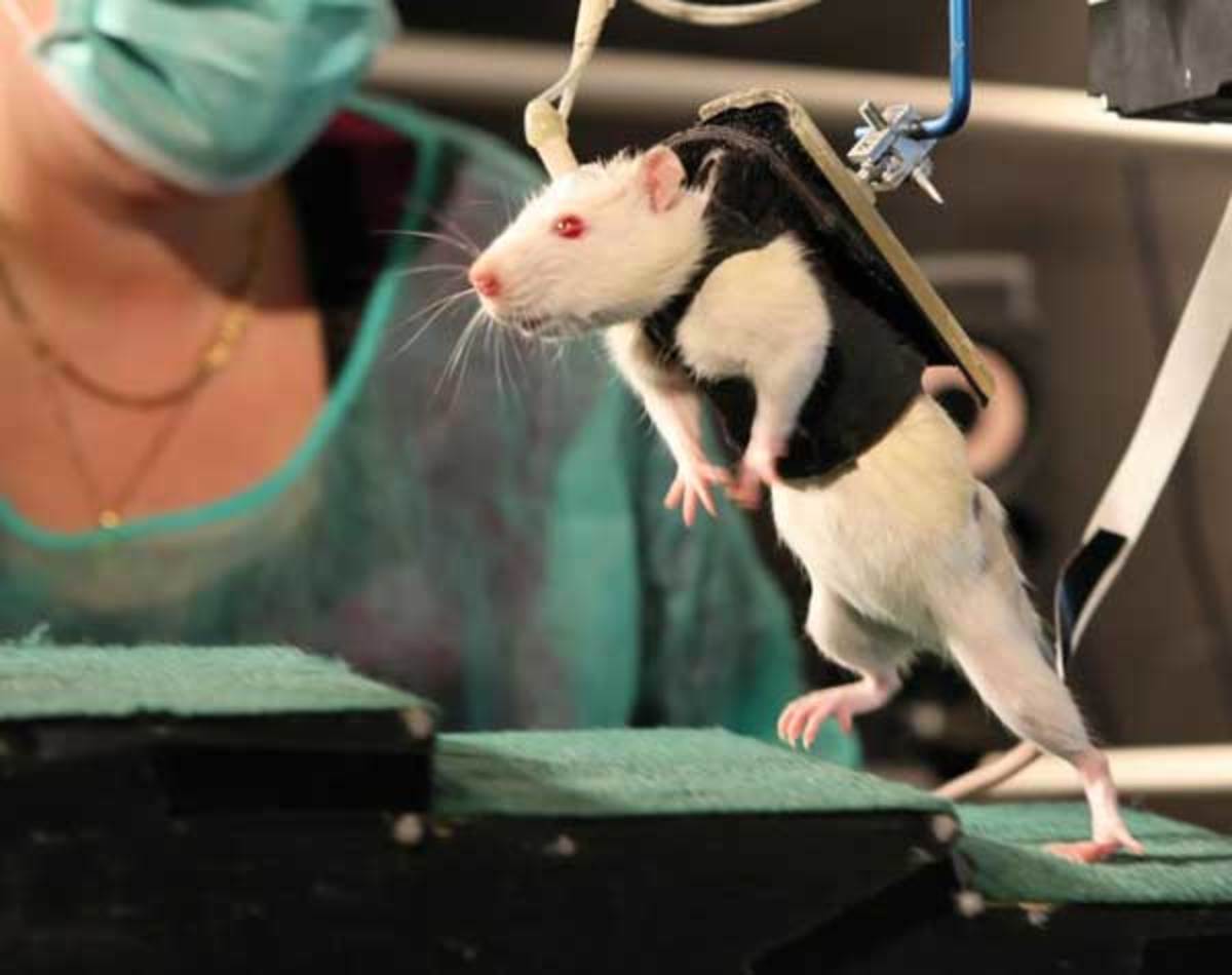 GMOs Not Proven Safe - LA Progressive