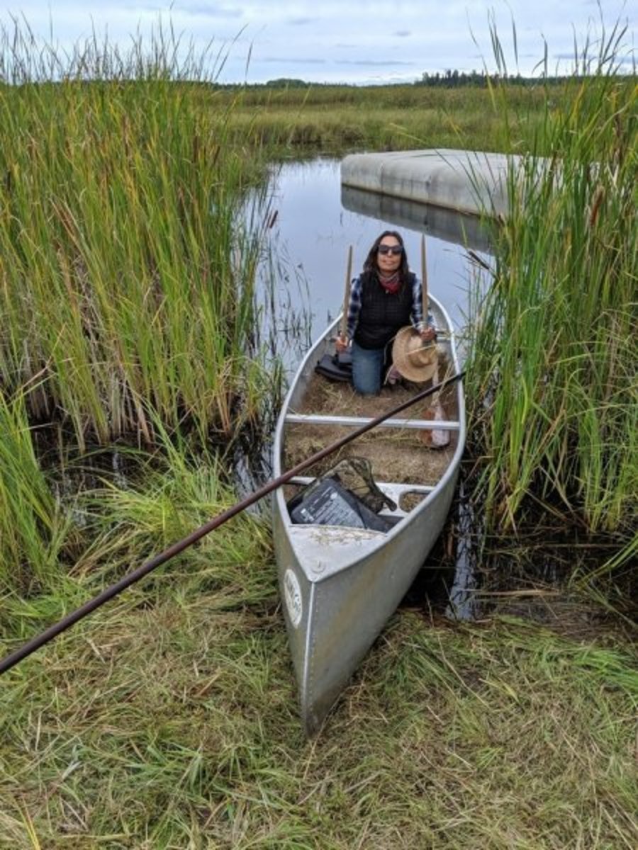 Akiing: Where the Wild Rice Grows - LA Progressive