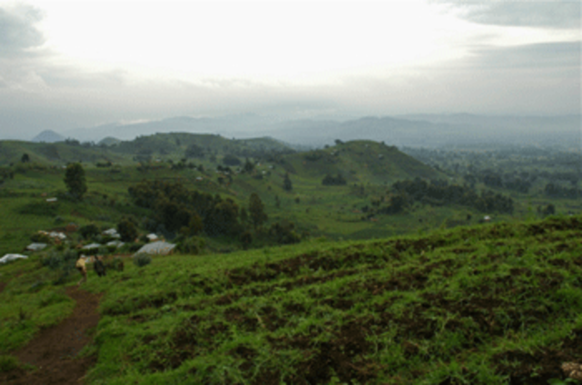 Mountain Gorillas and Humanity Face Breaking Point in Eastern Congo ...