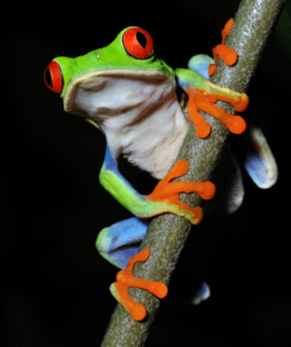 Frog Economy?—A Reaction to Professor Reich’s Tortoise Economy - LA ...