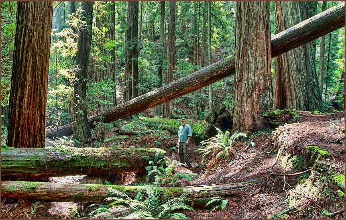 Save Jackson State Forest, Stop the Logging - LA Progressive