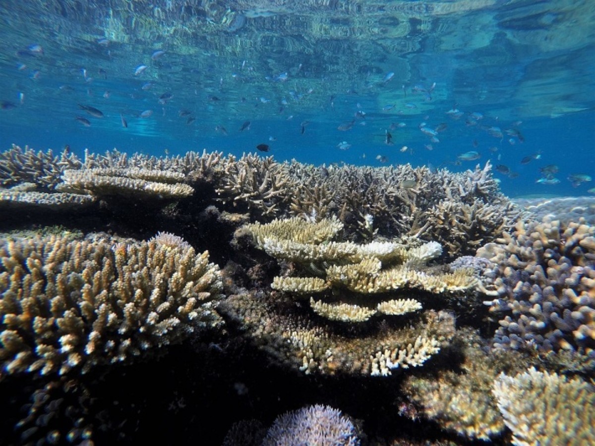 Oceans Without Coral Reefs: The Coming Catastrophe - LA Progressive