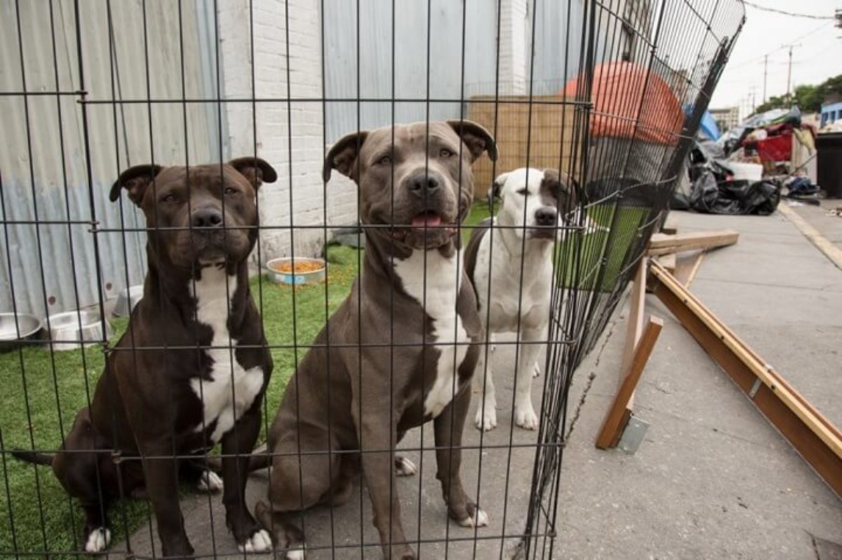 Living Homeless in California: Pet Owners on the Streets - LA Progressive