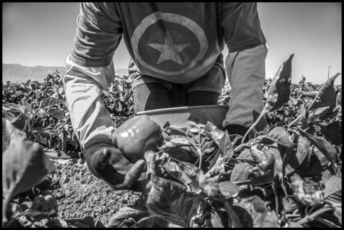 The Zombie Guest Worker Bill - LA Progressive