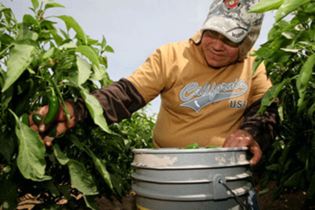 New Bracero Program - LA Progressive