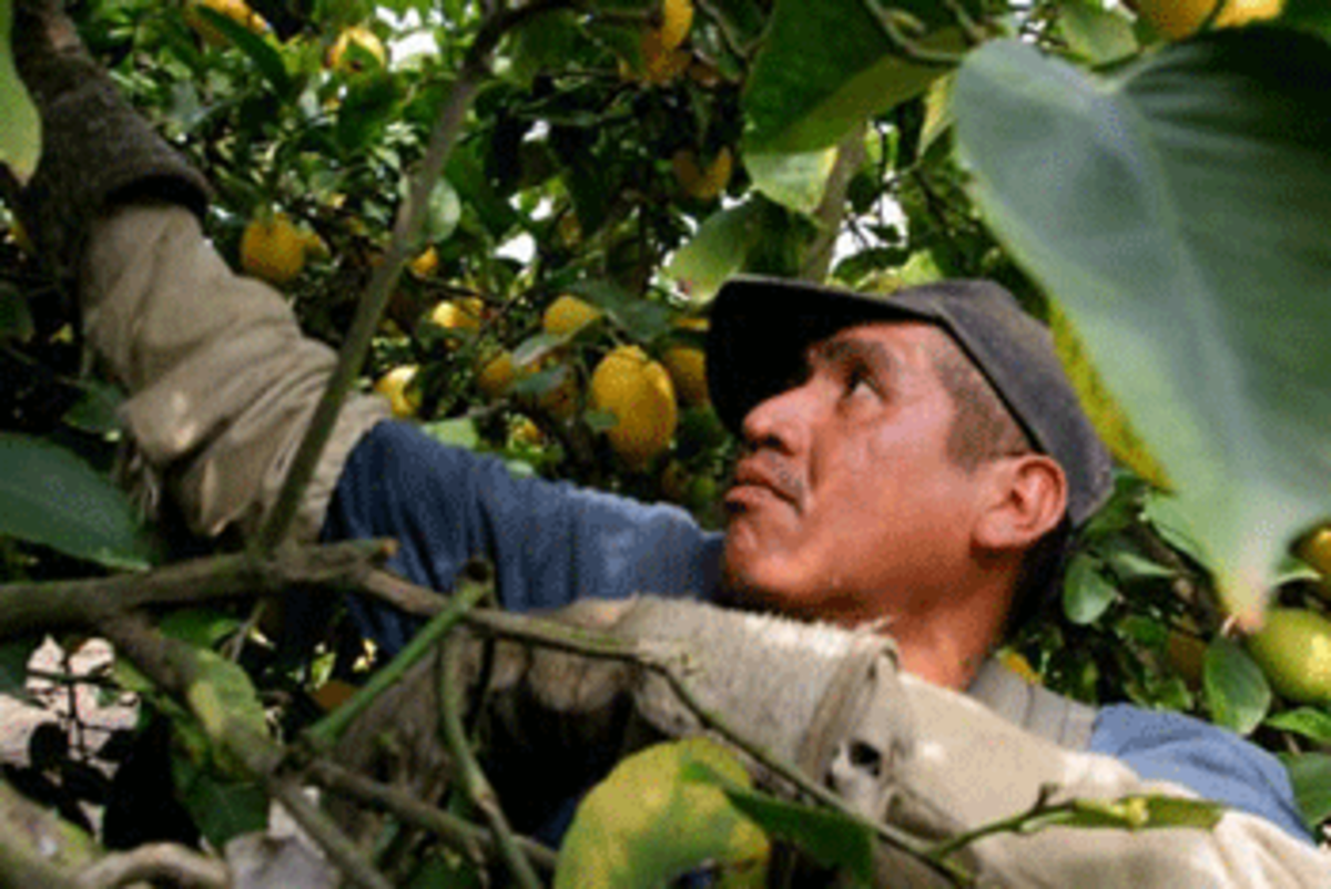 New Bracero Program - LA Progressive