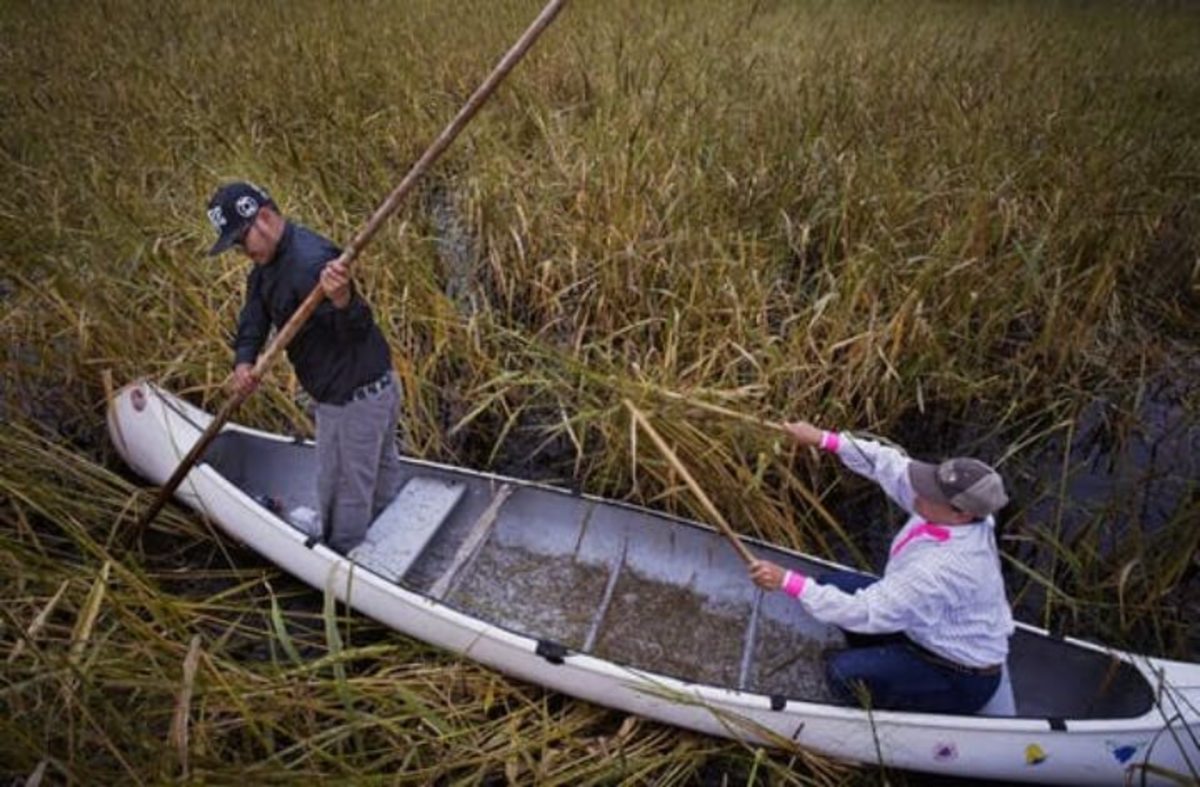 The Rights of Wild Rice - LA Progressive