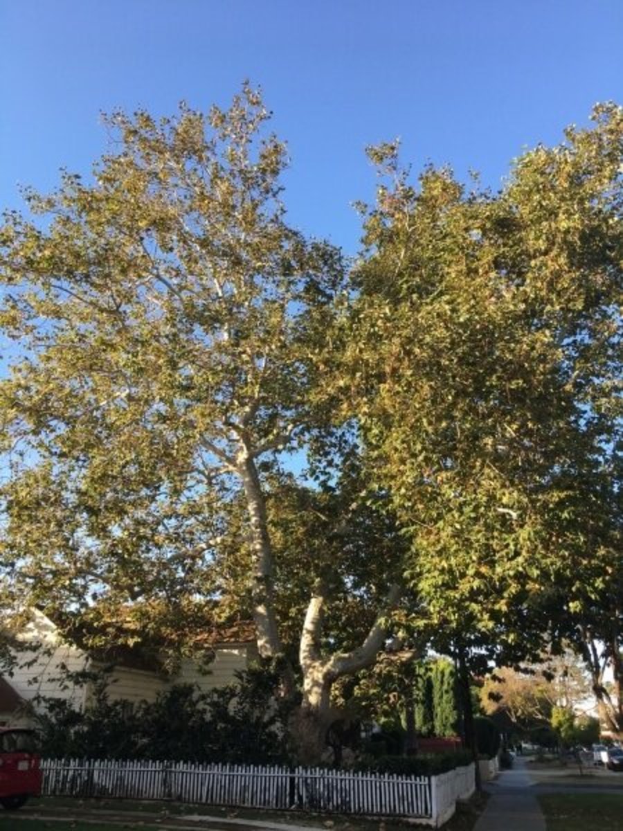 The California Sycamore on California Avenue - LA Progressive