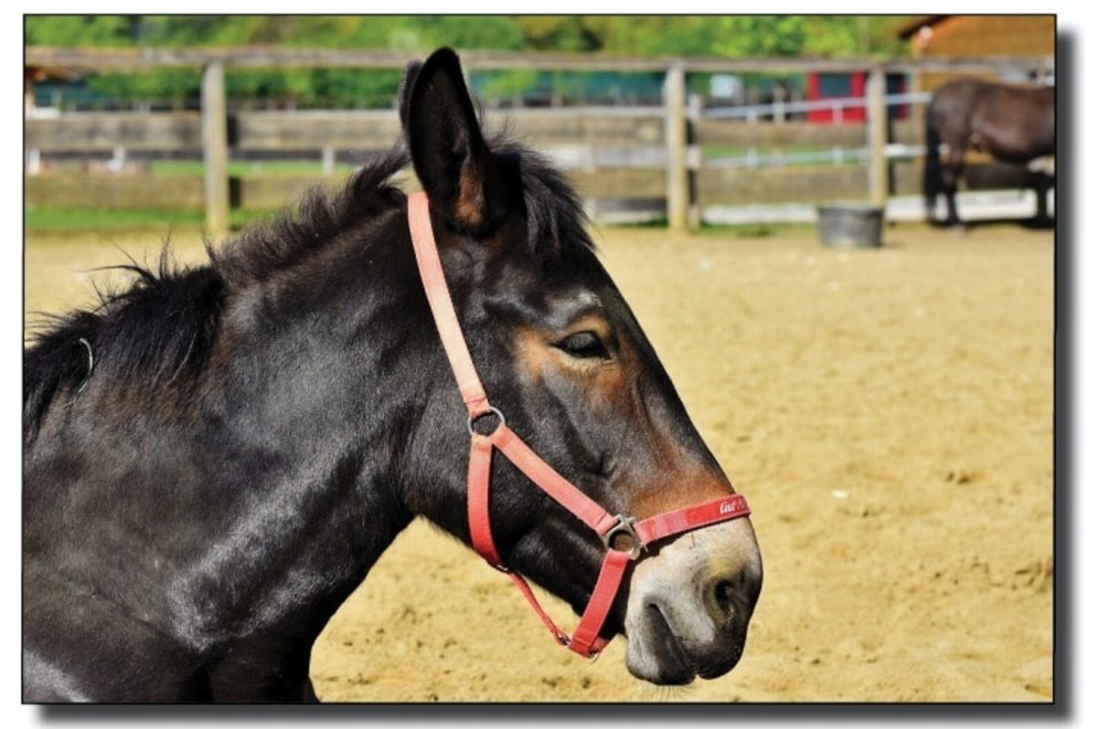 40 Acres and a Mule - LA Progressive