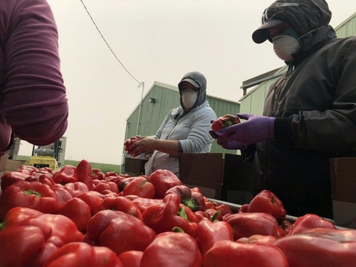 New Stimulus Must Include Immigrant Essential Workers - LA Progressive