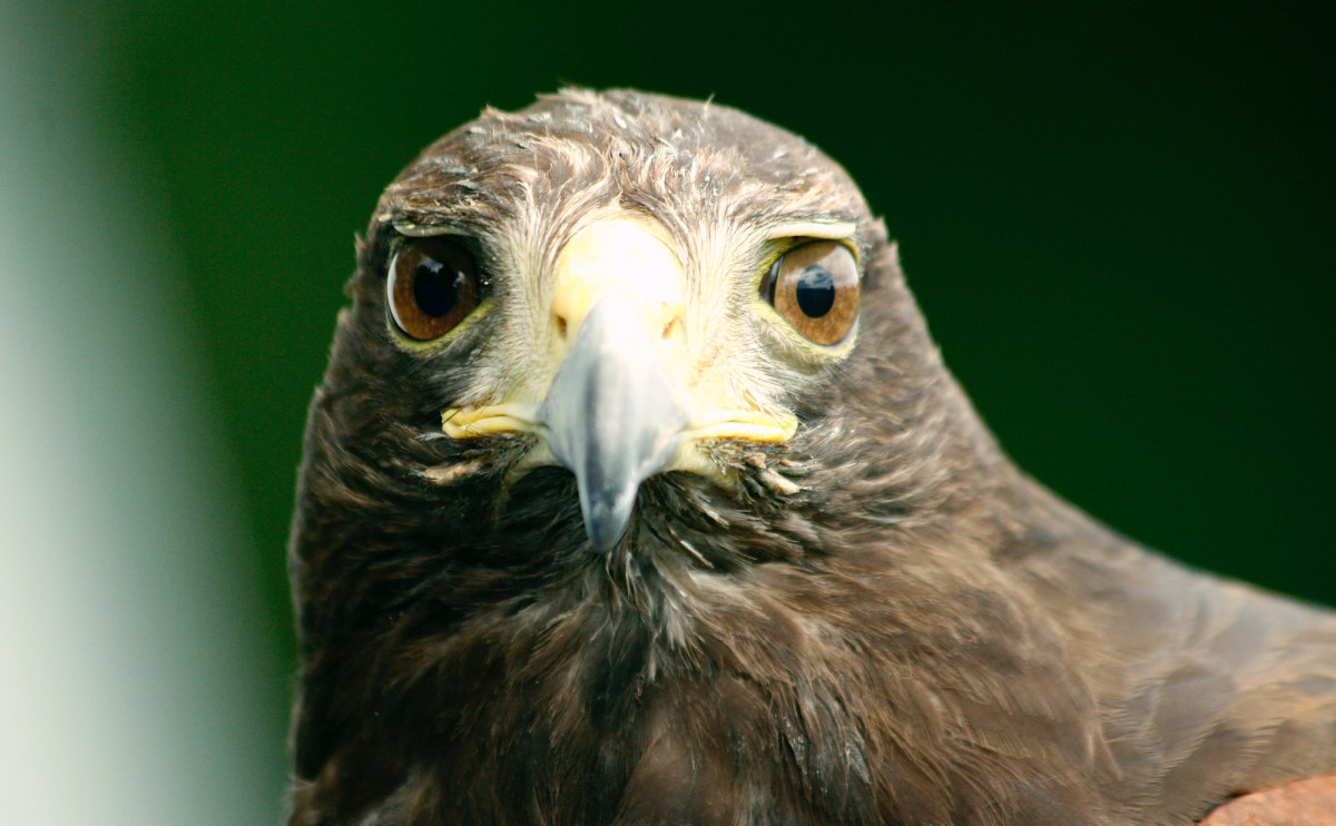 Human-Hawk Relationship Building and the Art of Connection - LA Progressive