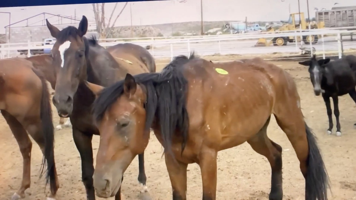 Killing Horses for Food: How to End The Brutal Practice - LA Progressive