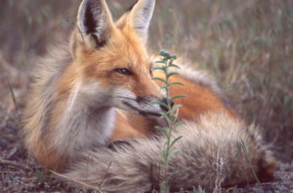How I Found Myself Befriending a Wild Fox - LA Progressive
