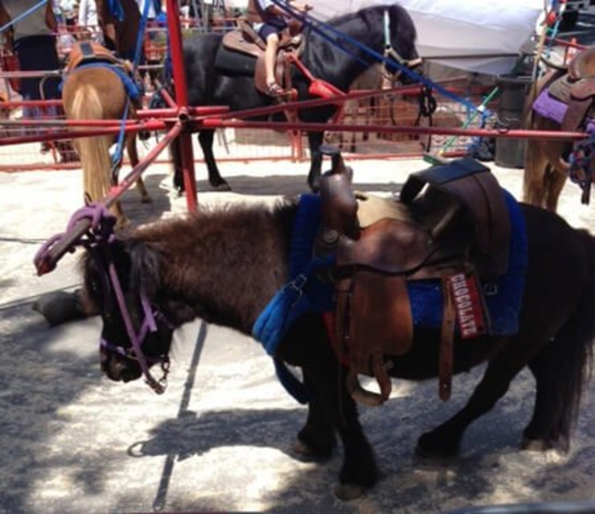 Pony Rides End - LA Progressive