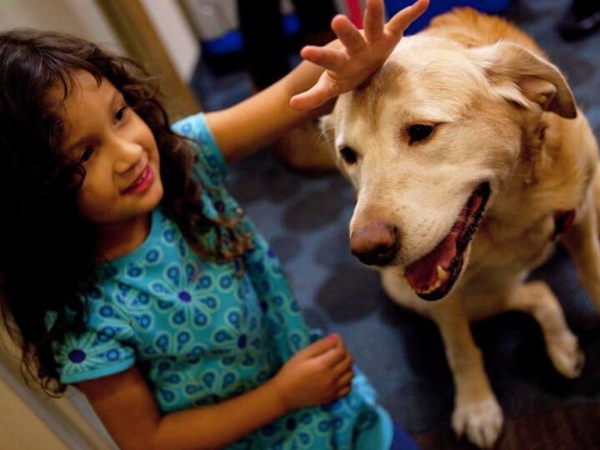 How Can Animals Play Their Better Role in Healing of a Person? - LA ...